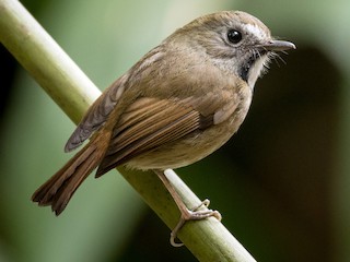 White-gorgeted Flycatcher - eBird