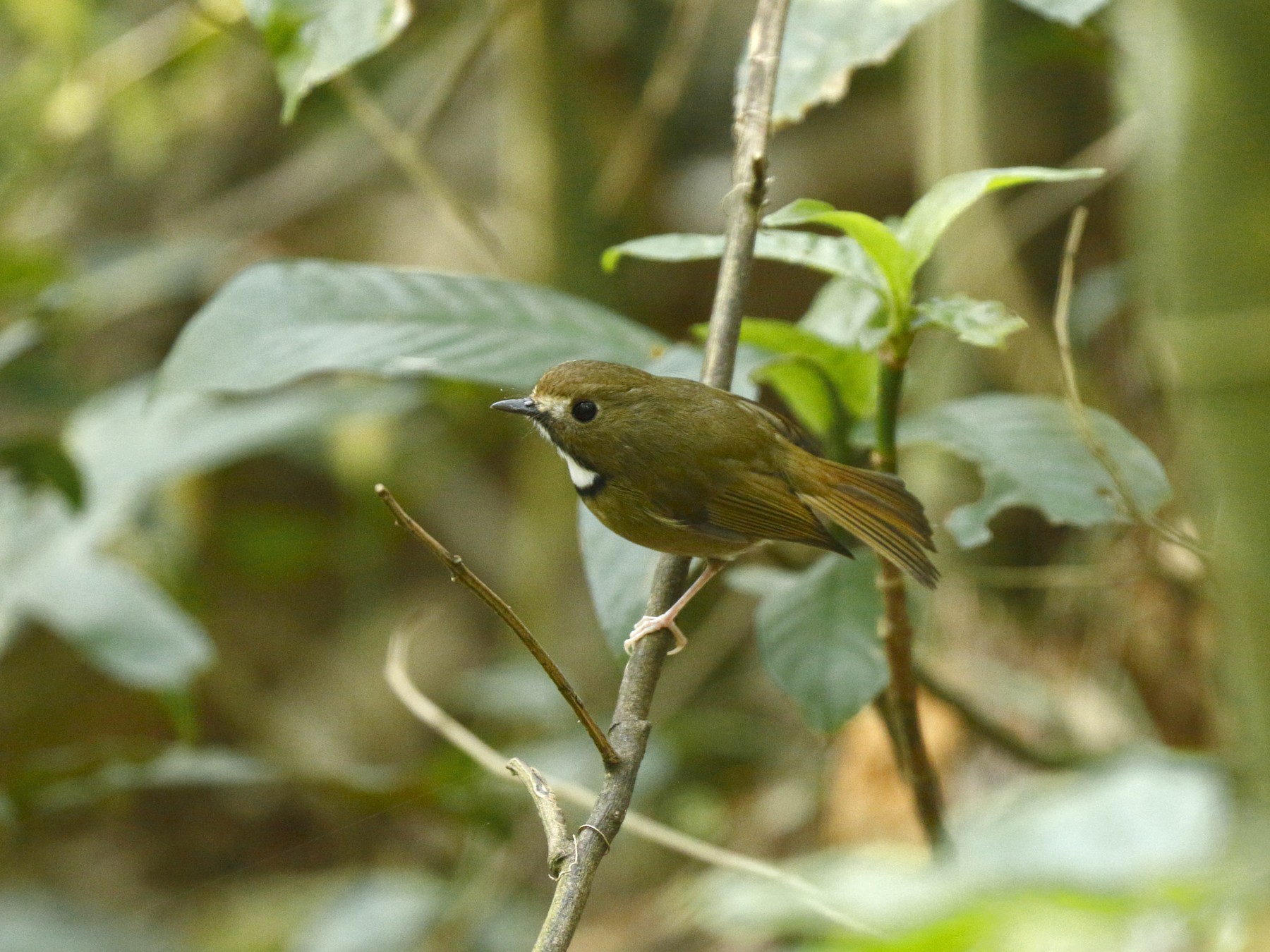 White-gorgeted Flycatcher - eBird