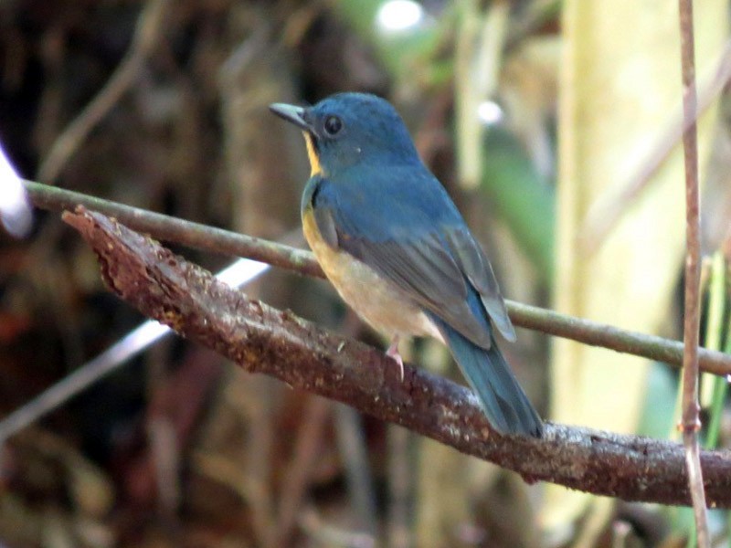 Large Blue Flycatcher - eBird