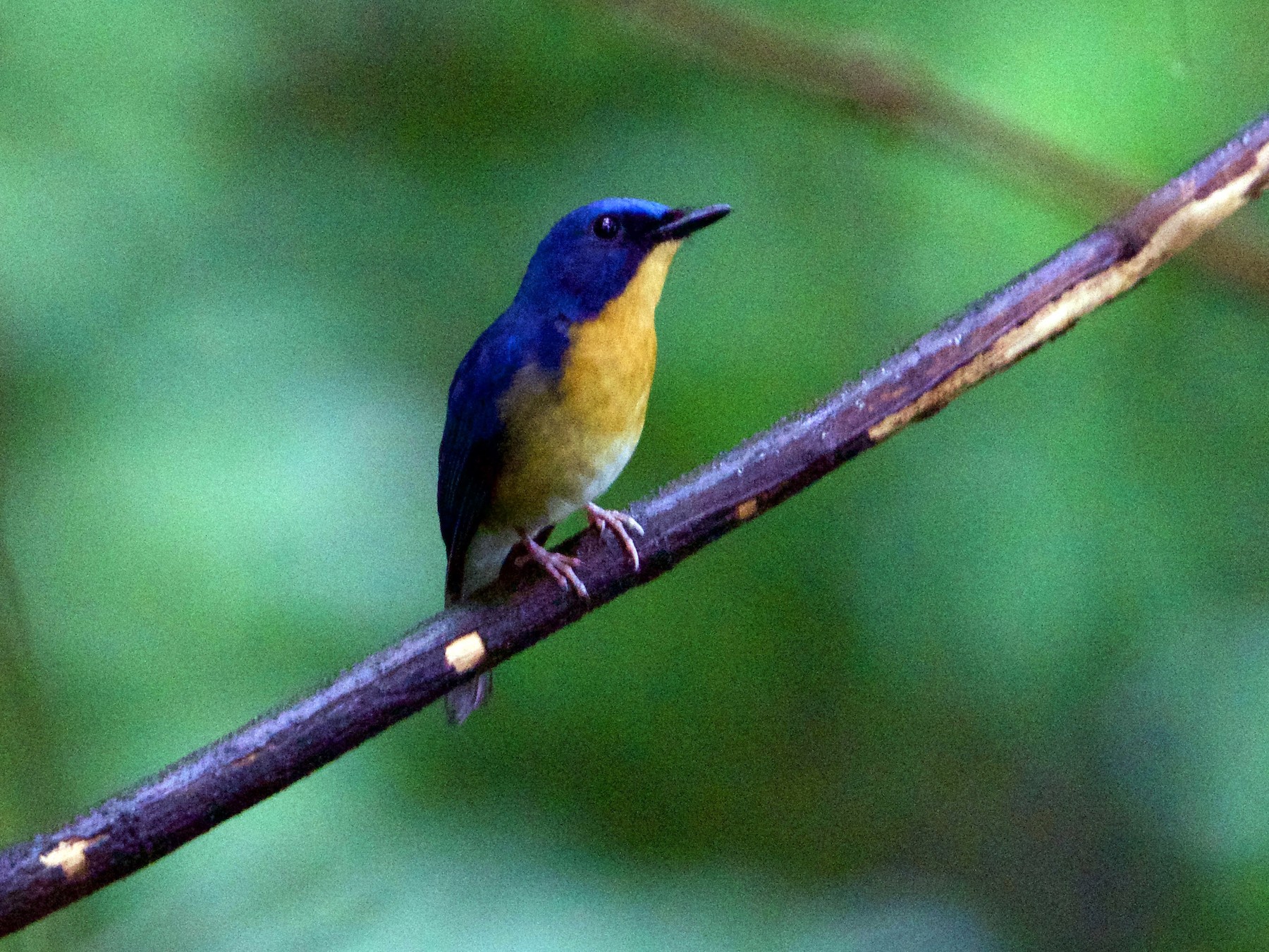 Large Blue Flycatcher - eBird
