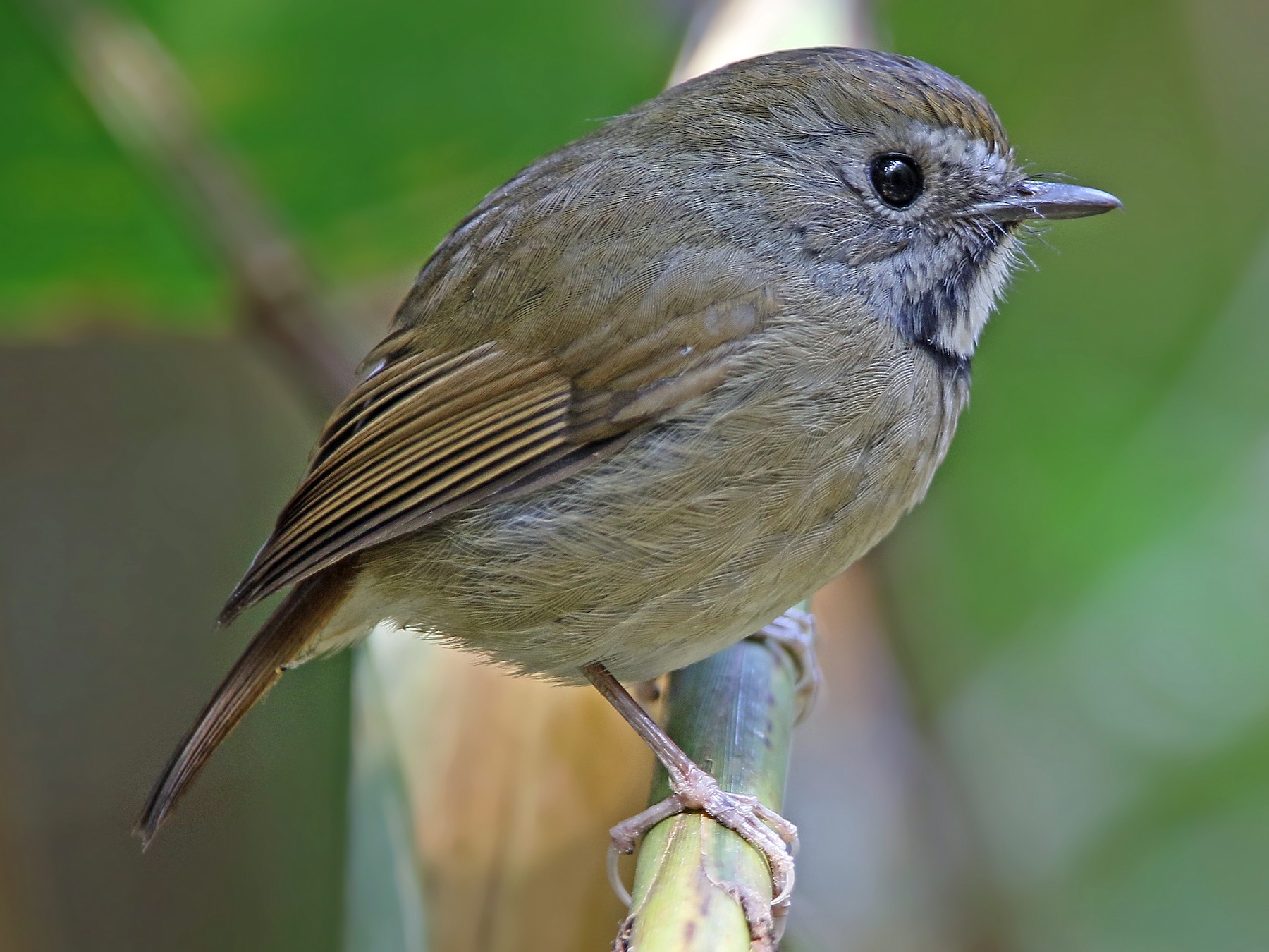 White-gorgeted Flycatcher - eBird