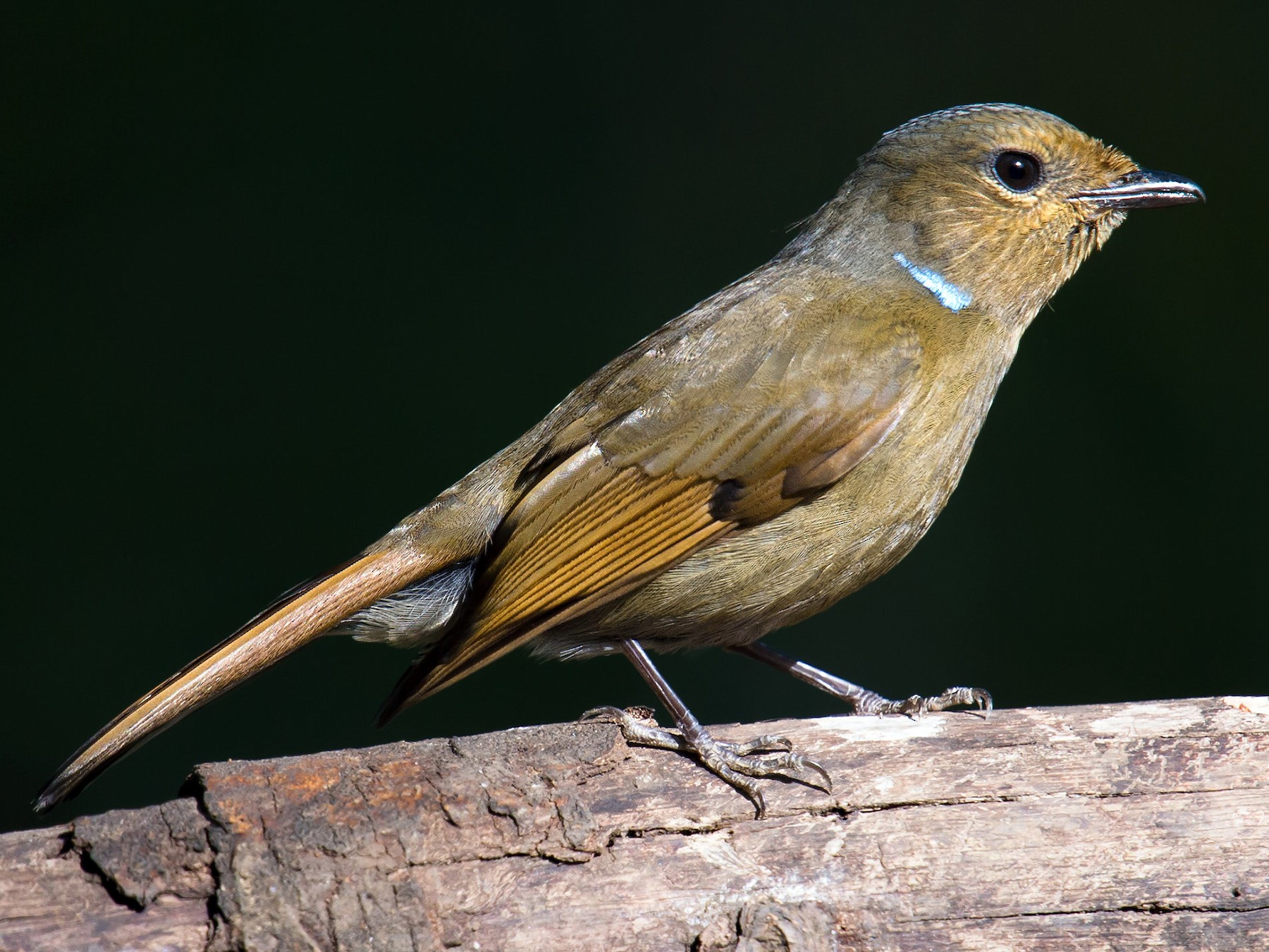 Large Niltava - eBird
