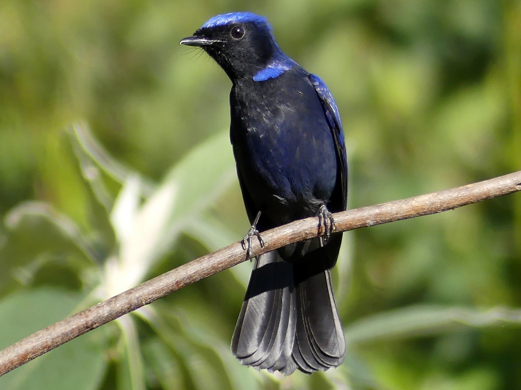 Large Niltava - eBird