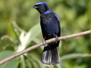 Large Niltava - eBird
