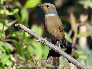 Large Niltava - eBird