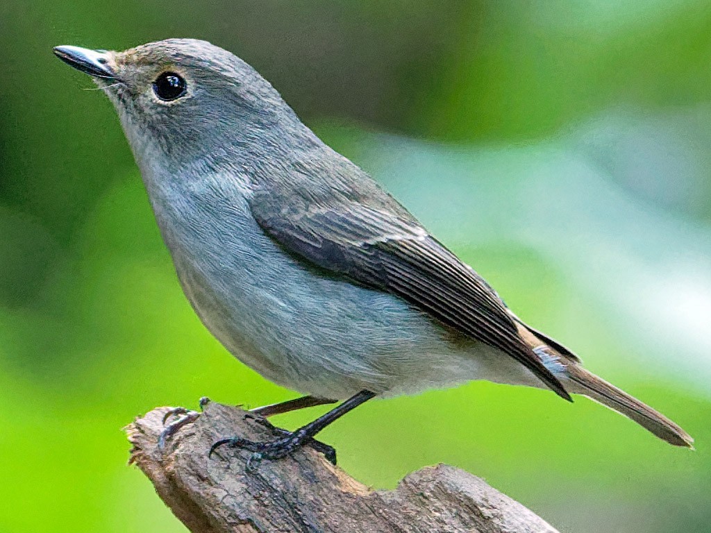 Little Pied Flycatcher - eBird