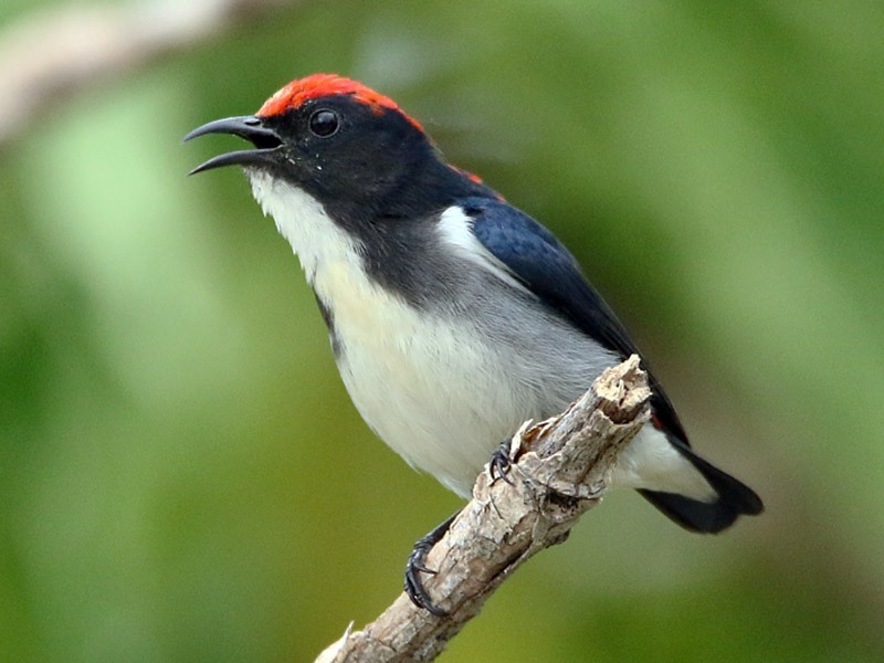 Scarlet-backed Flowerpecker - eBird