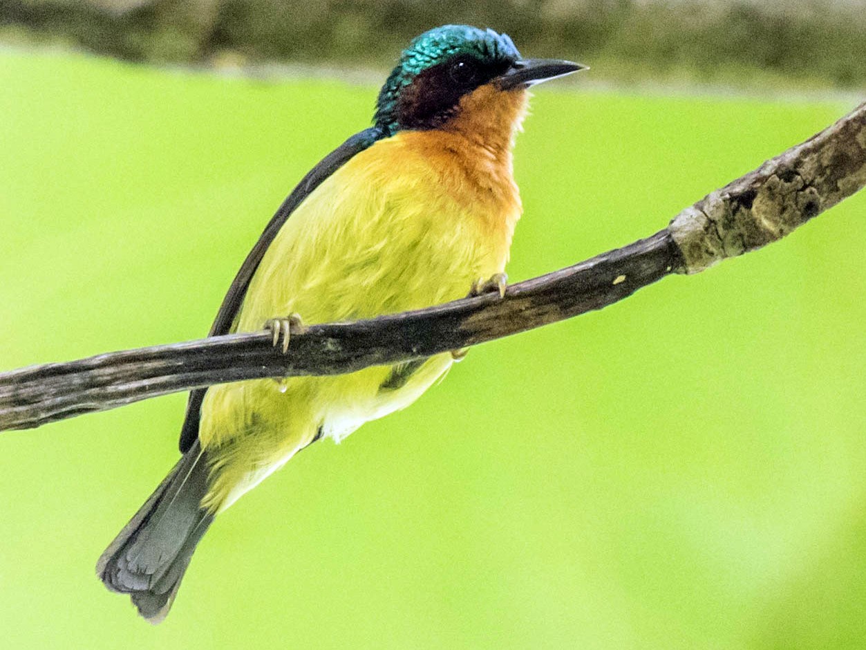 Ruby-cheeked Sunbird - eBird