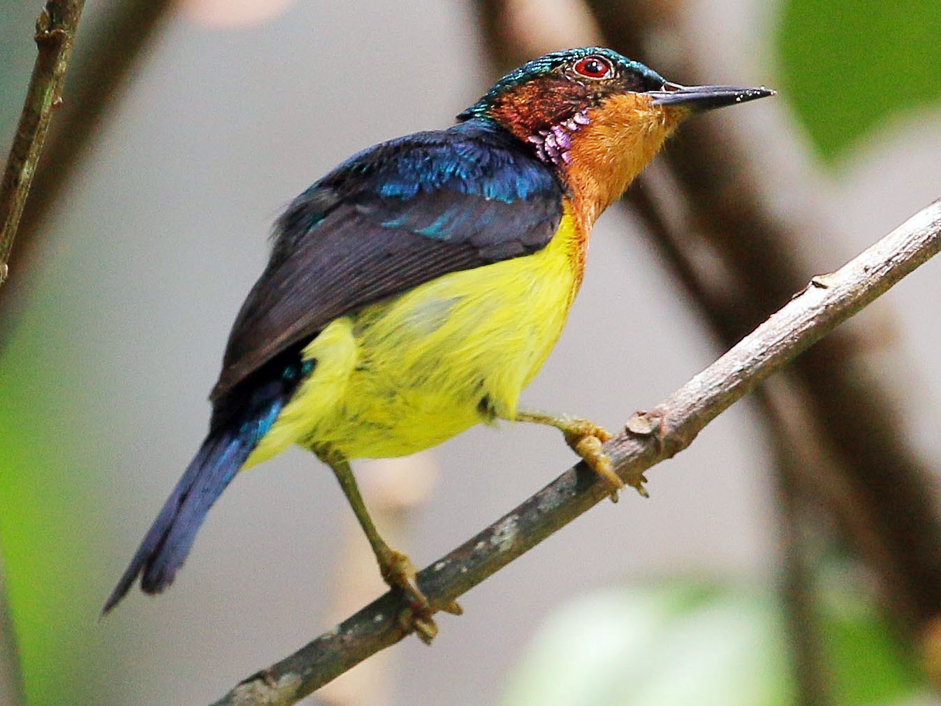 Ruby-cheeked Sunbird - eBird