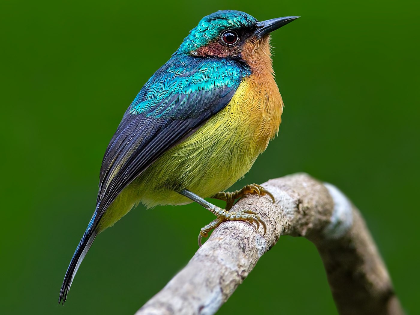 Ruby-cheeked Sunbird - eBird