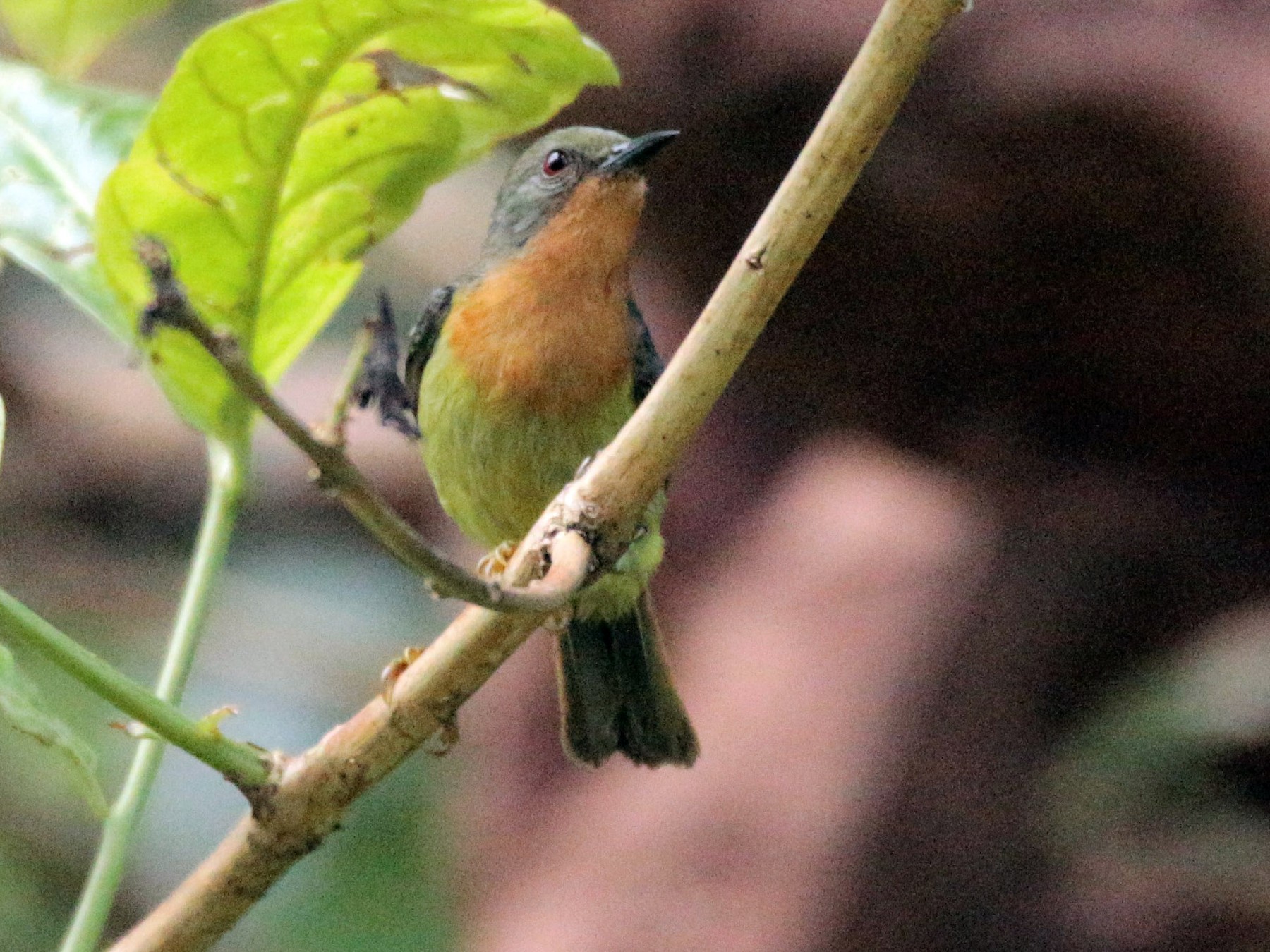 Ruby-cheeked Sunbird - eBird