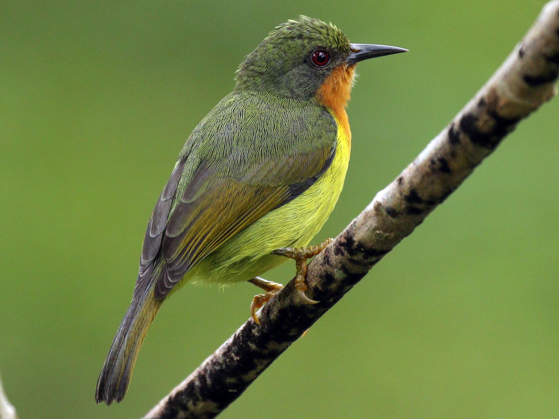 Ruby-cheeked Sunbird - eBird