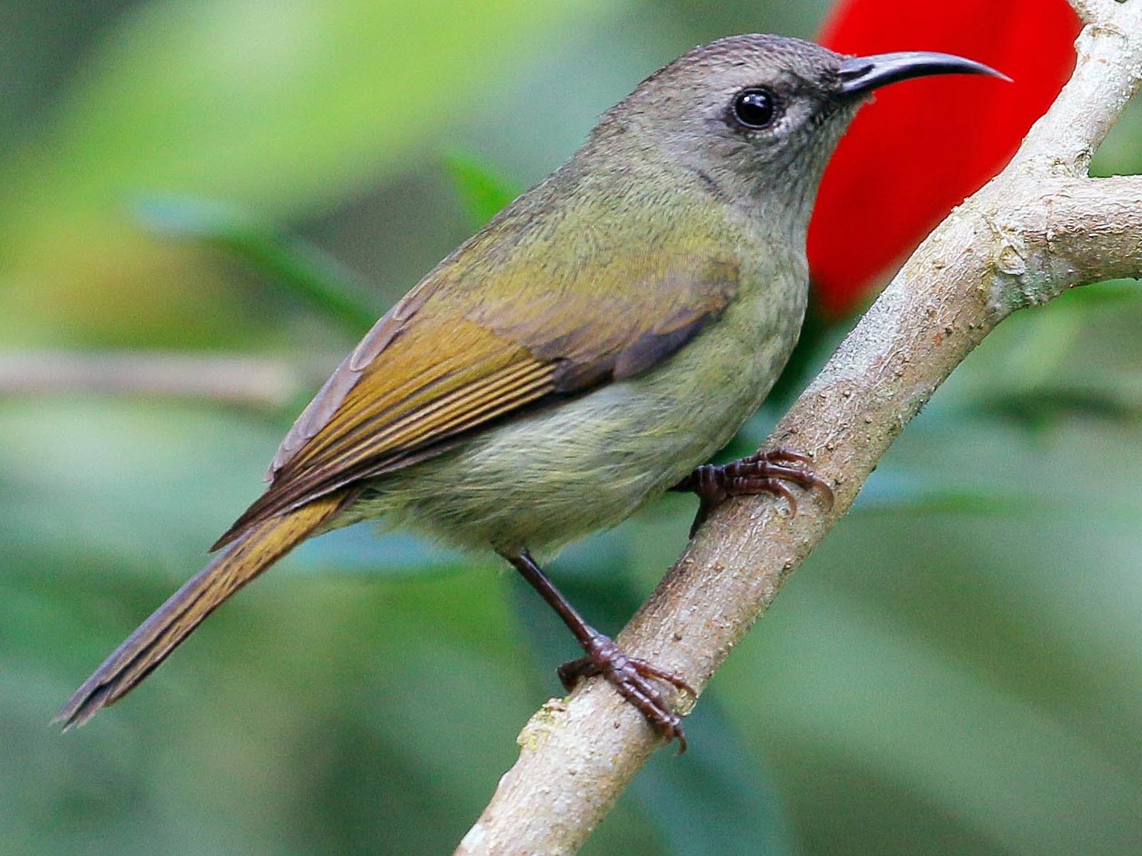 Black-throated Sunbird - eBird