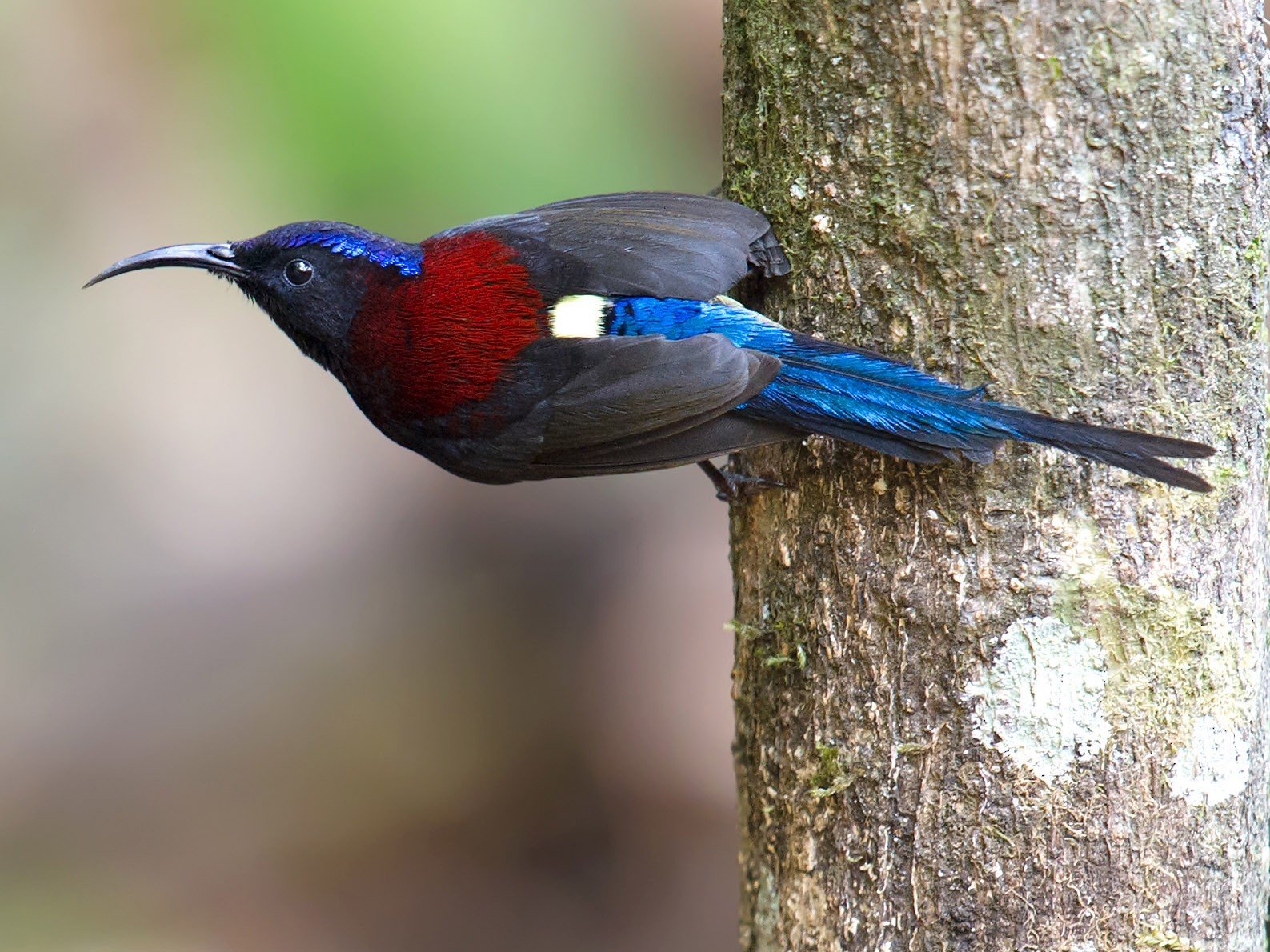 Black-throated Sunbird - eBird