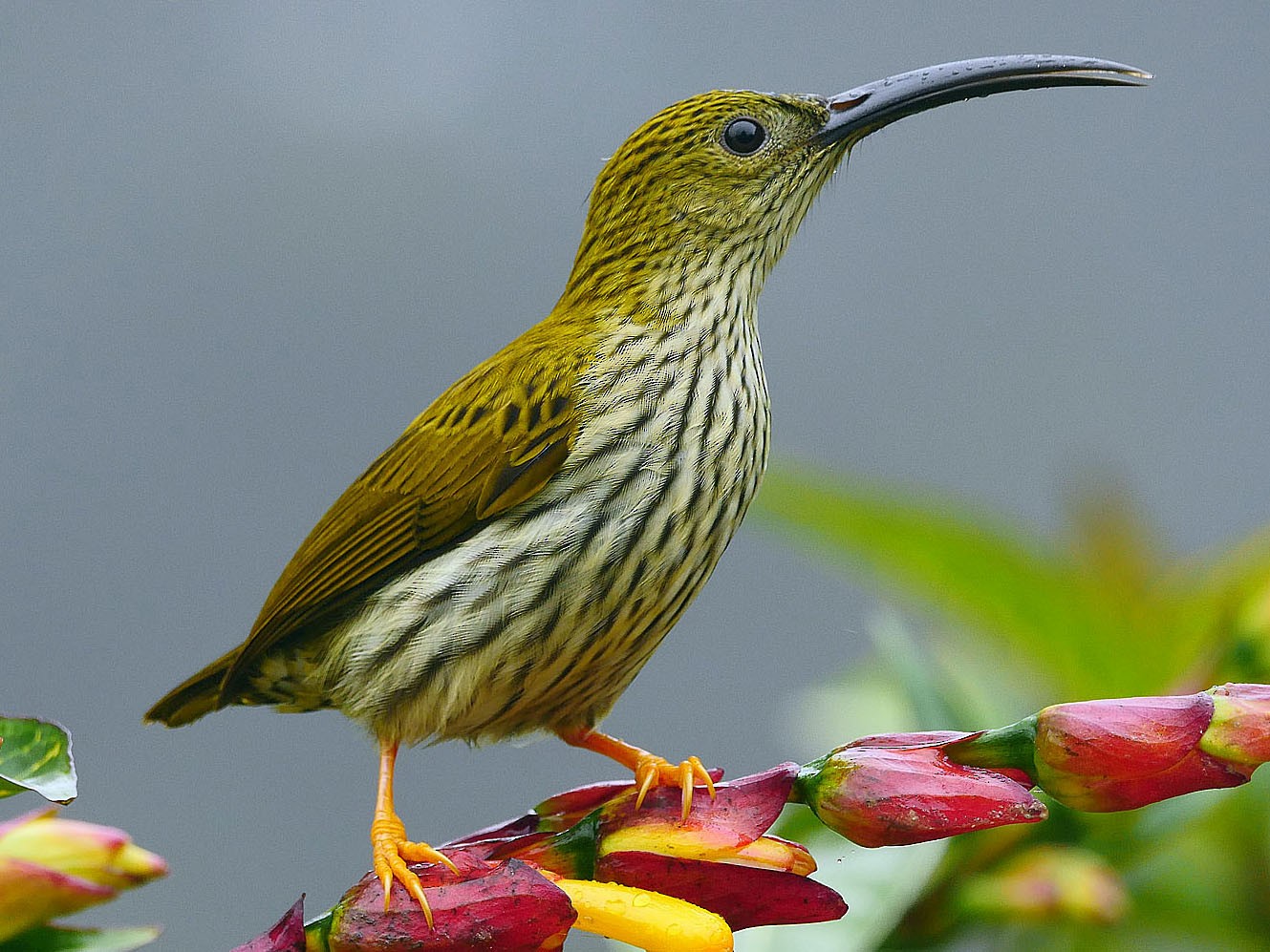 Streaked Spiderhunter - eBird