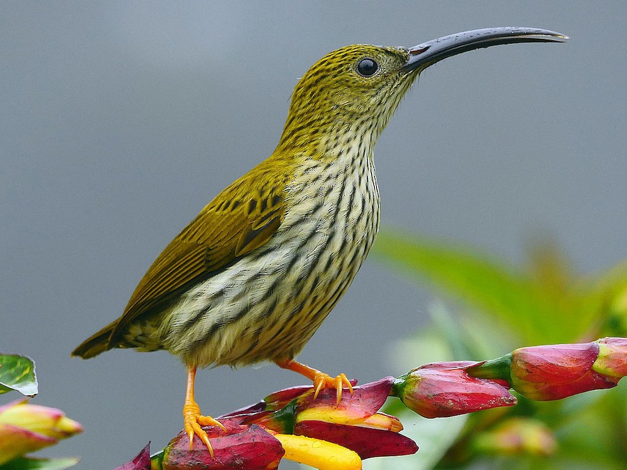 Streaked Spiderhunter - eBird