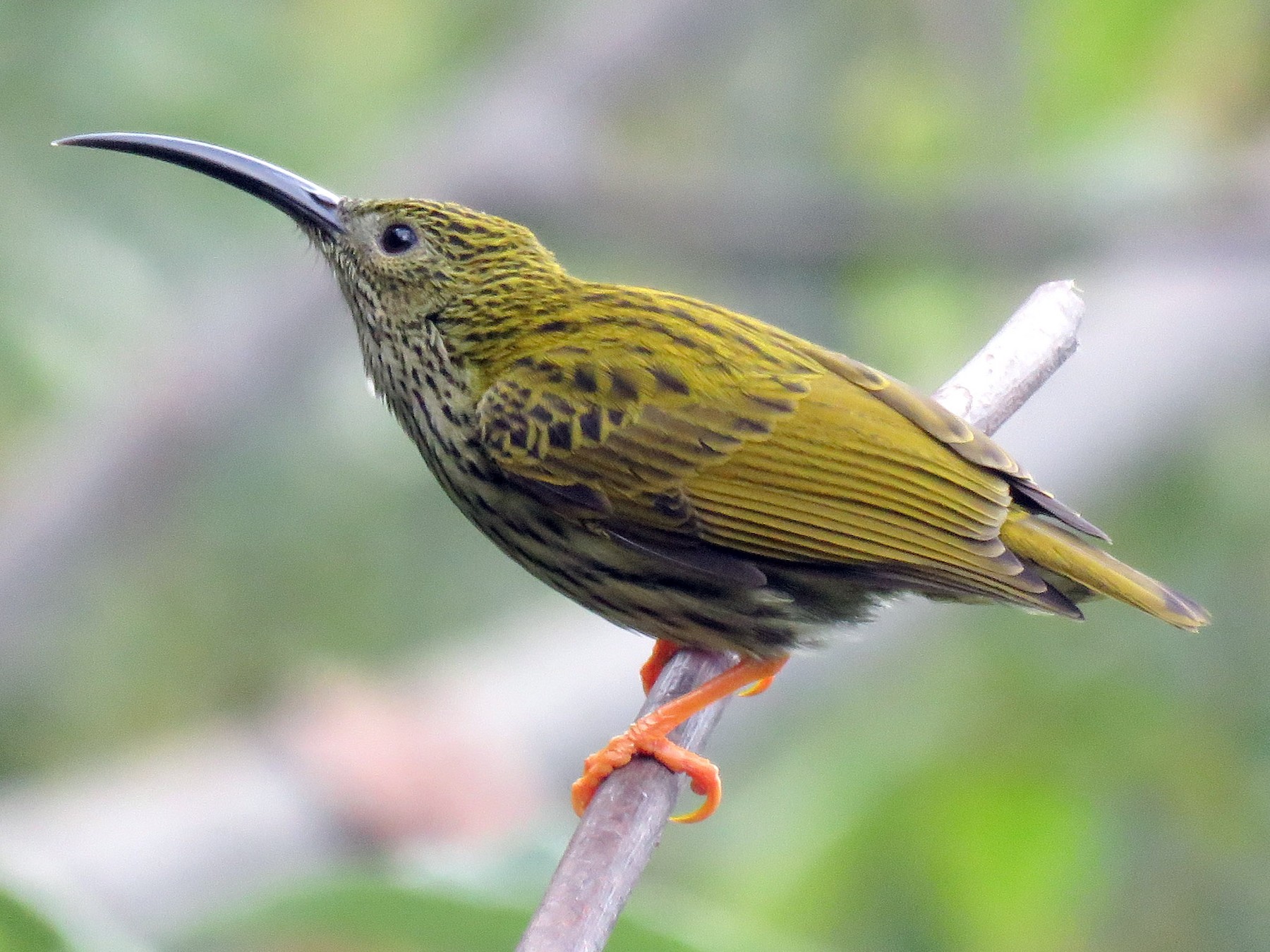 Streaked Spiderhunter - eBird