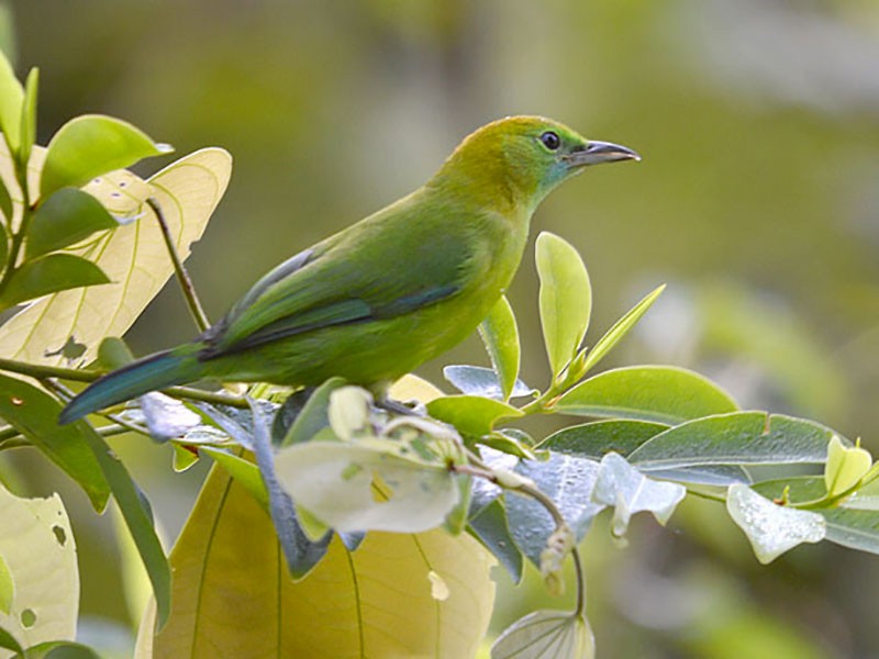Blue-winged Leafbird - eBird