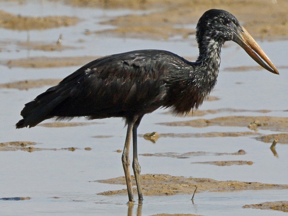 African Openbill - eBird