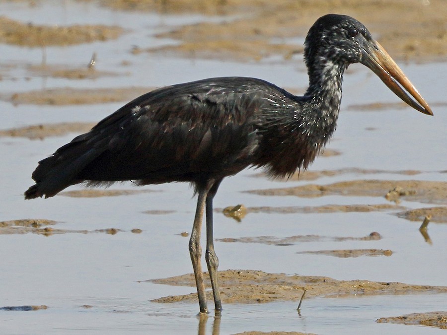 African Openbill - eBird
