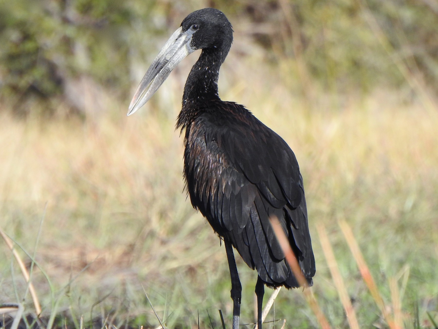 African Openbill - eBird