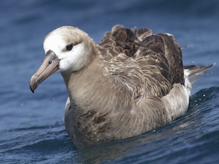 Black-footed Albatross - Phoebastria nigripes - Birds of the World