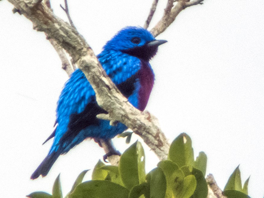 Banded Cotinga - eBird