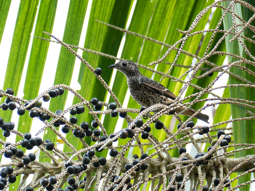 Banded Cotinga - eBird
