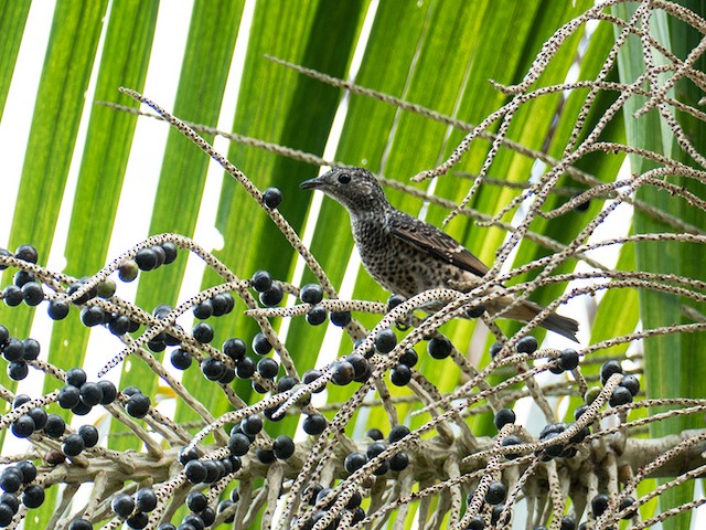 Photos - Banded Cotinga - Cotinga maculata - Birds of the World