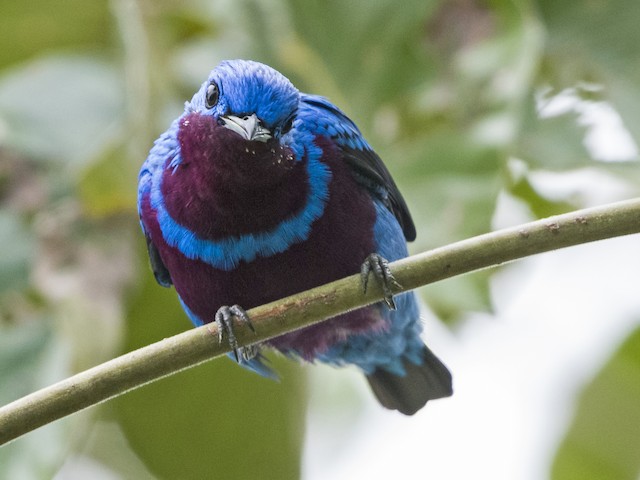 Photos - Banded Cotinga - Cotinga maculata - Birds of the World