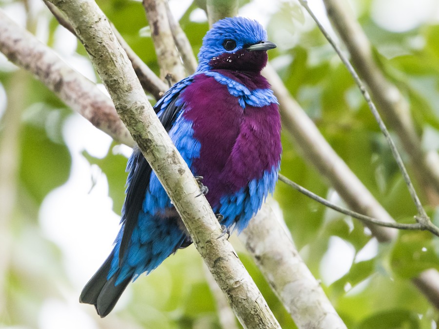 Banded Cotinga - eBird