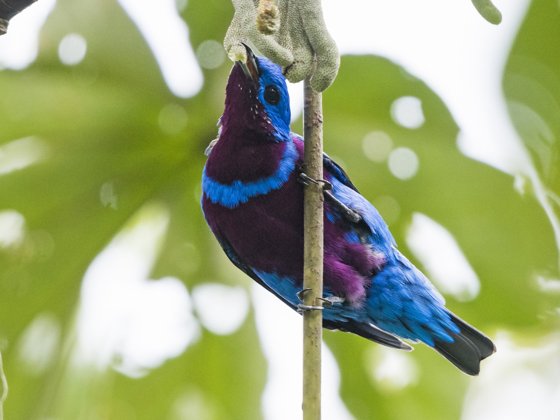 Banded Cotinga - eBird