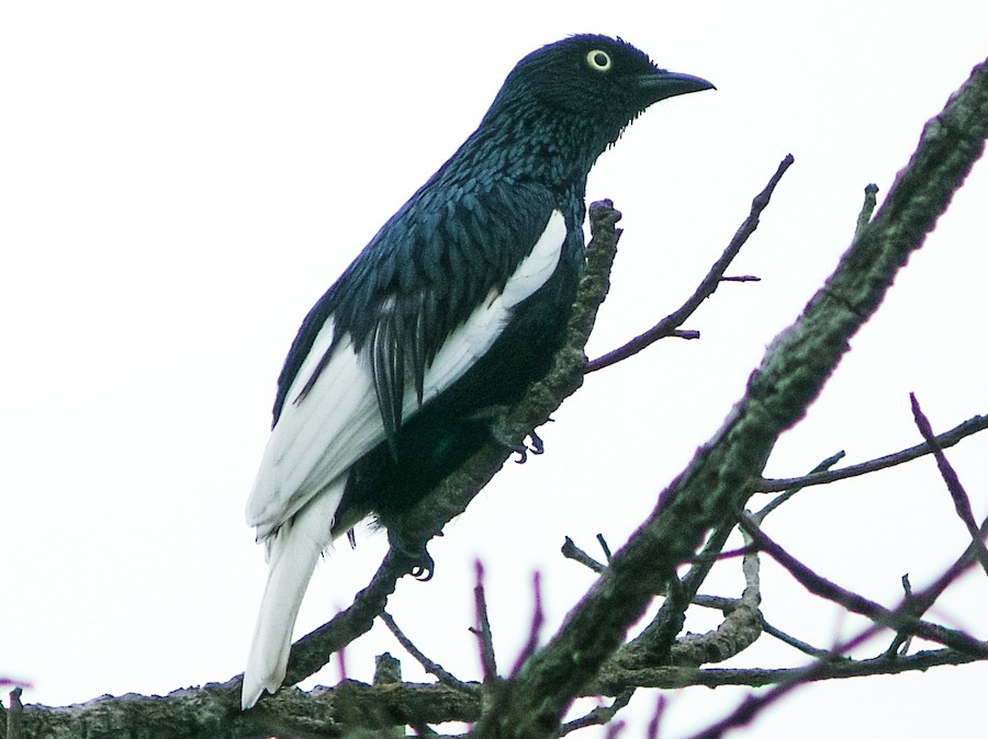 White-tailed Cotinga - eBird