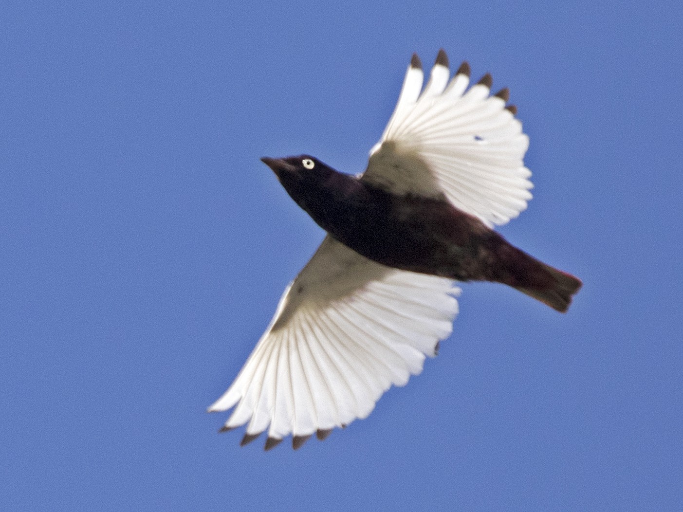 White-winged Cotinga - eBird