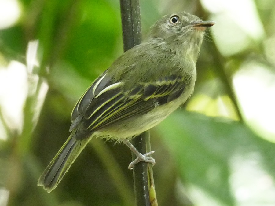 Pico Chato Colicorto - eBird