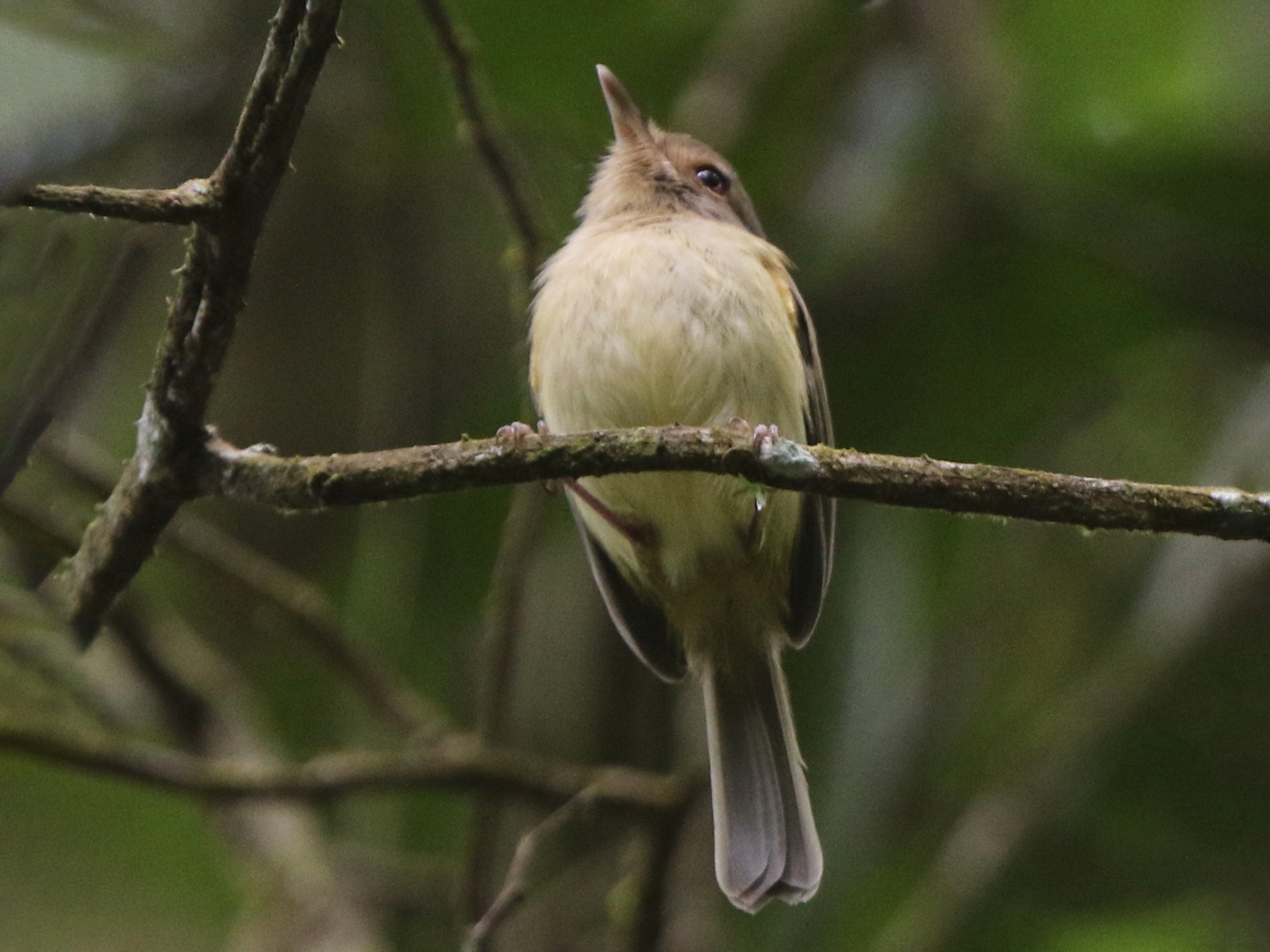 Buff-breasted Tody-Tyrant - eBird