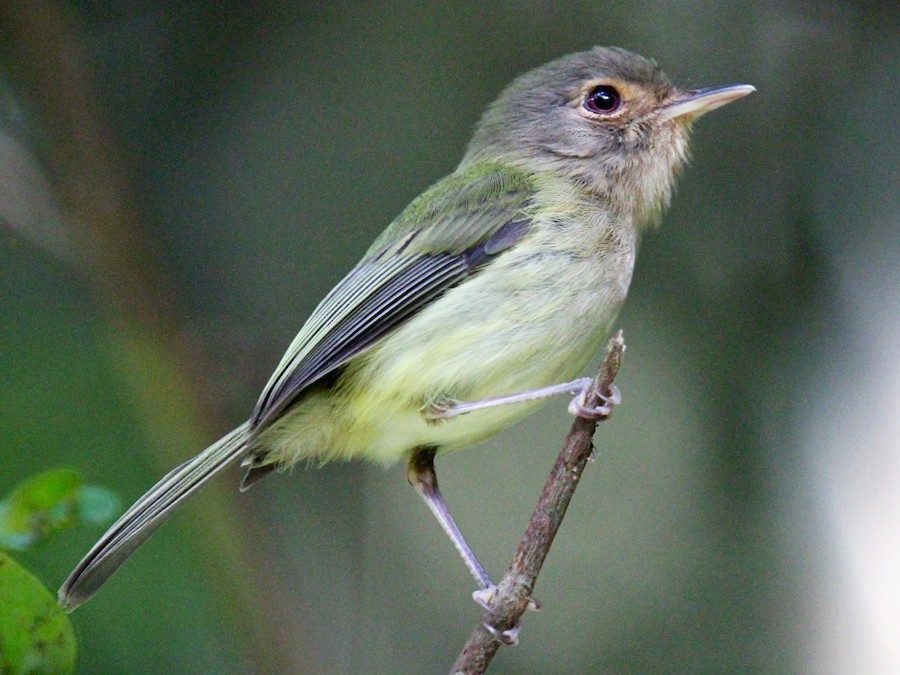Buff-breasted Tody-Tyrant - eBird