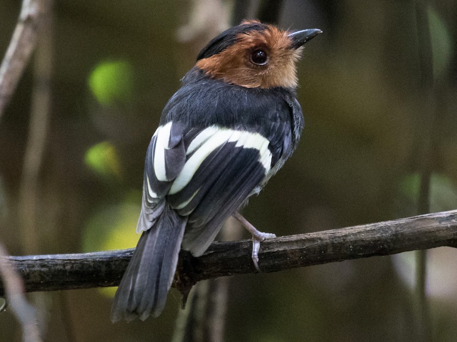 Black-chested Tyrant - eBird