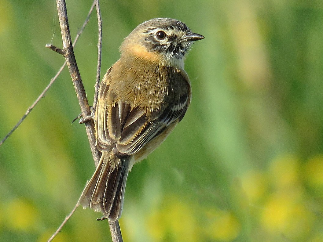 Bearded Tachuri - eBird