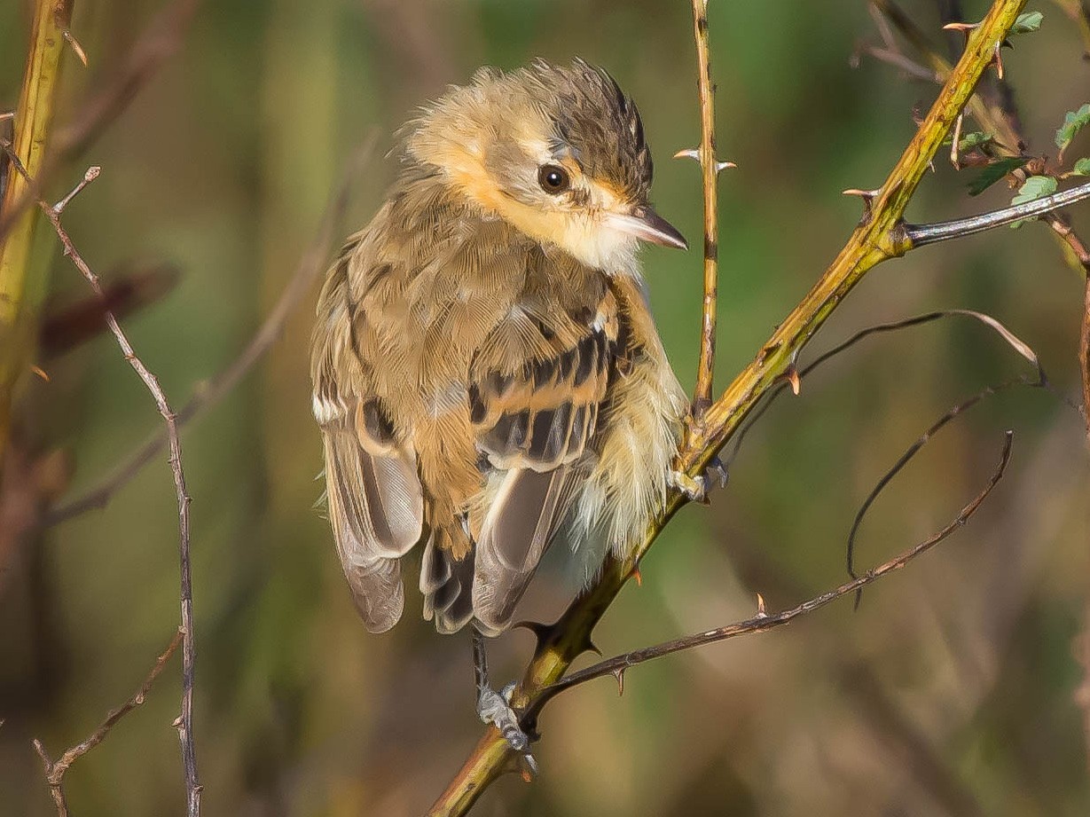 Bearded Tachuri - eBird