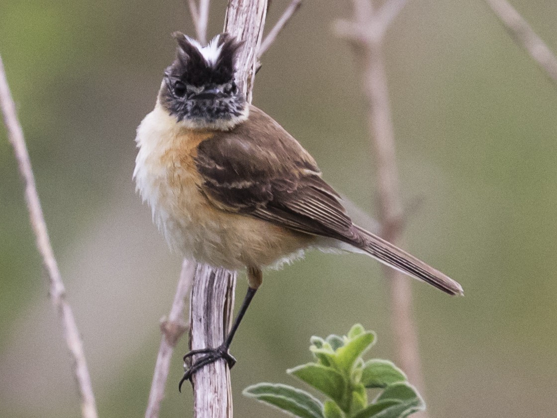 Bearded Tachuri - eBird