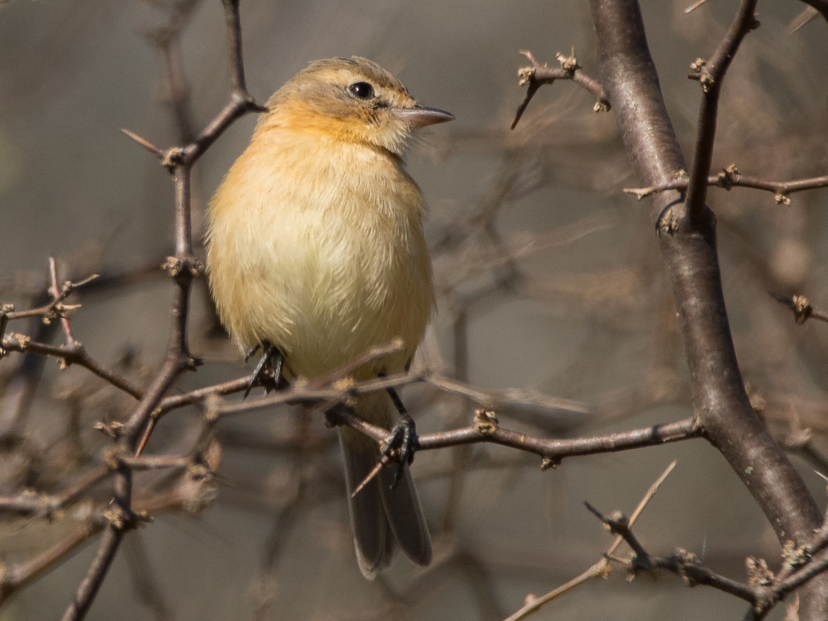 Bearded Tachuri - eBird