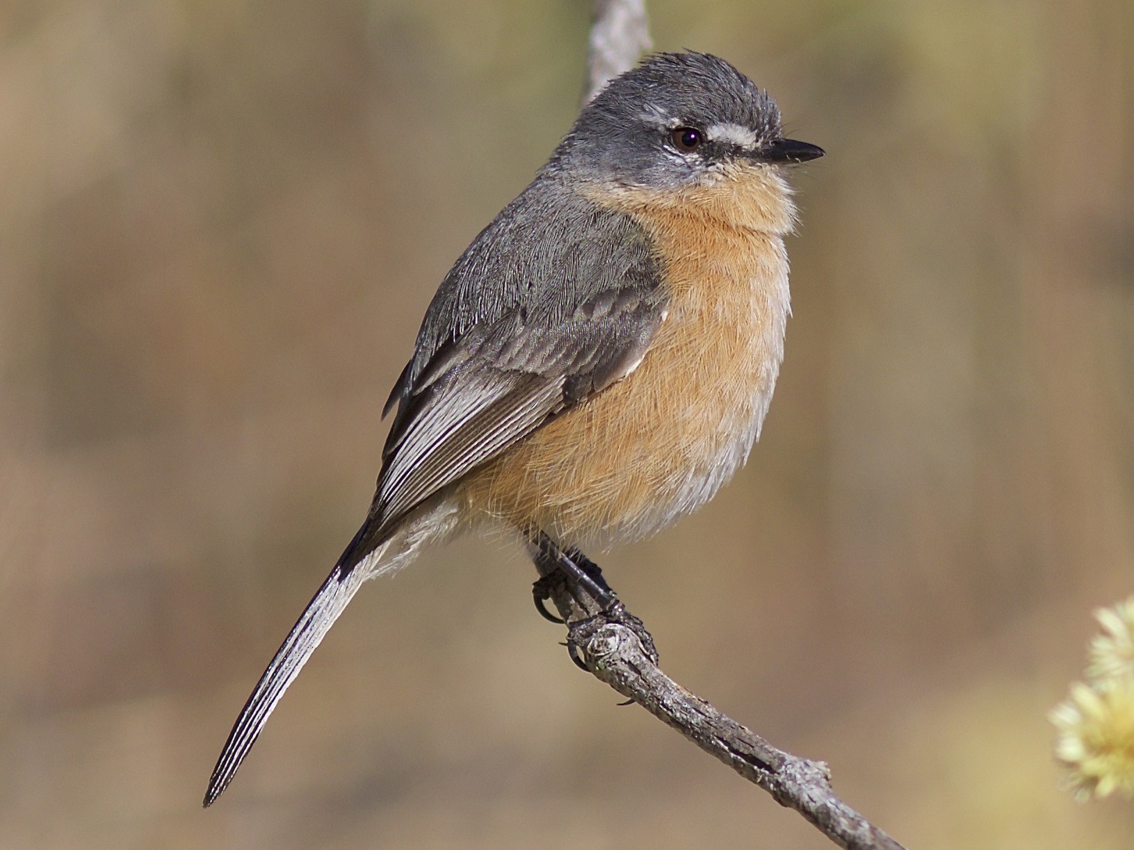 Gray-backed Tachuri - eBird