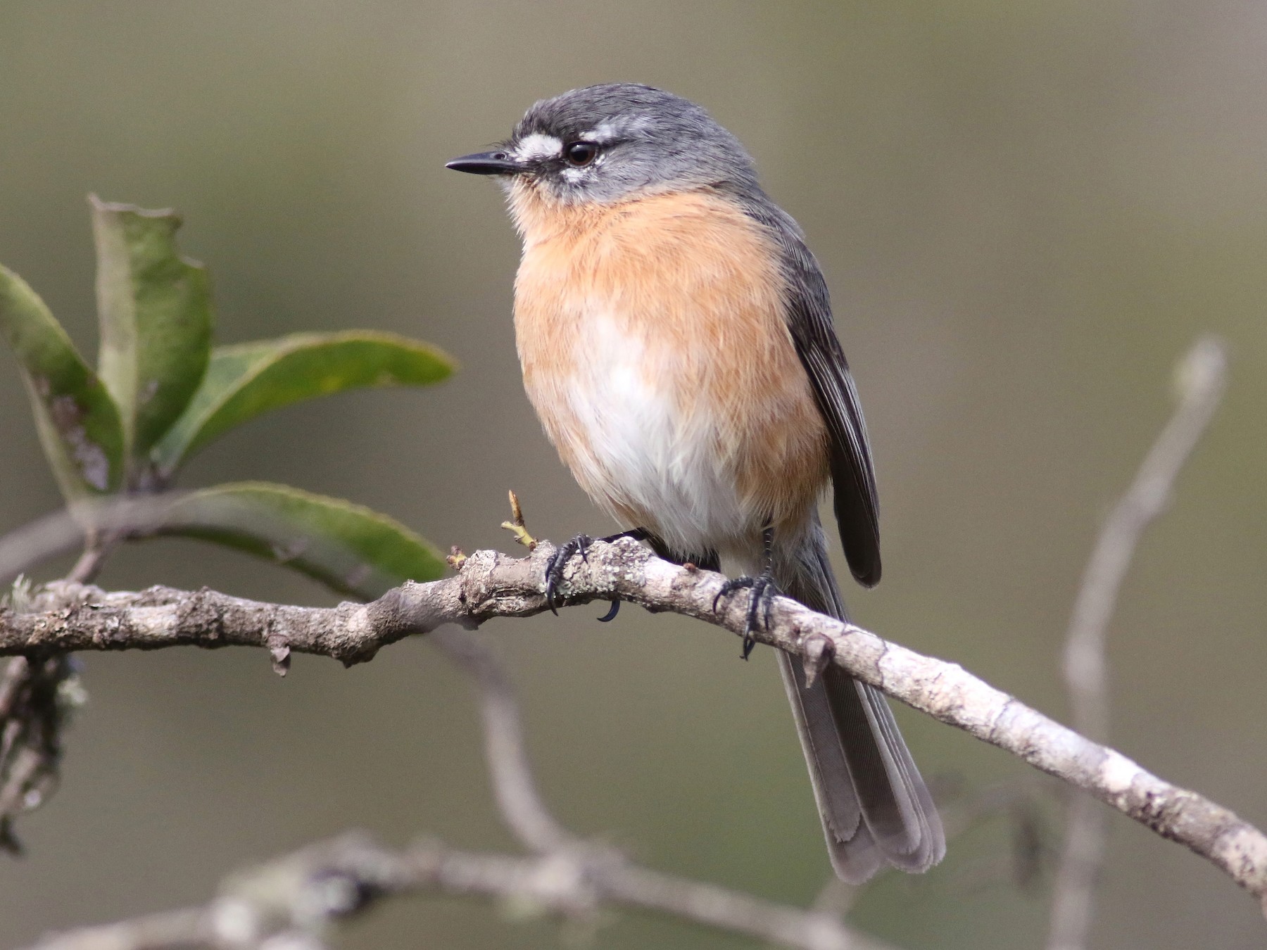 Gray-backed Tachuri - eBird