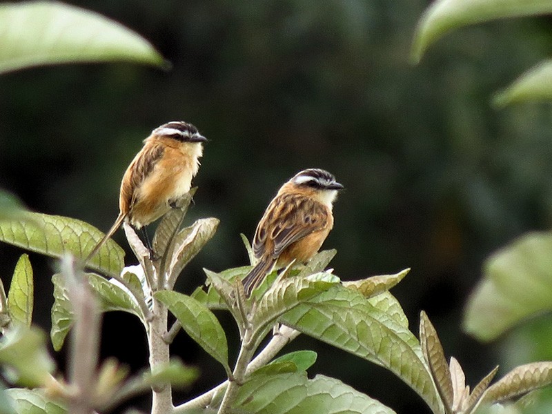 Tachurí Coludo - eBird