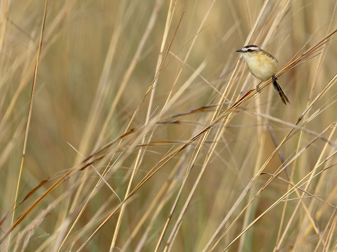 Sharp-tailed Tyrant - eBird