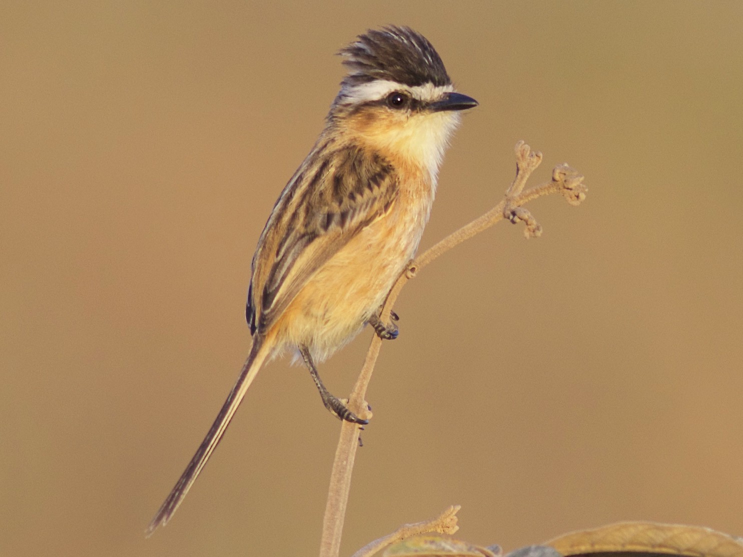 Papa-moscas-do-campo - eBird