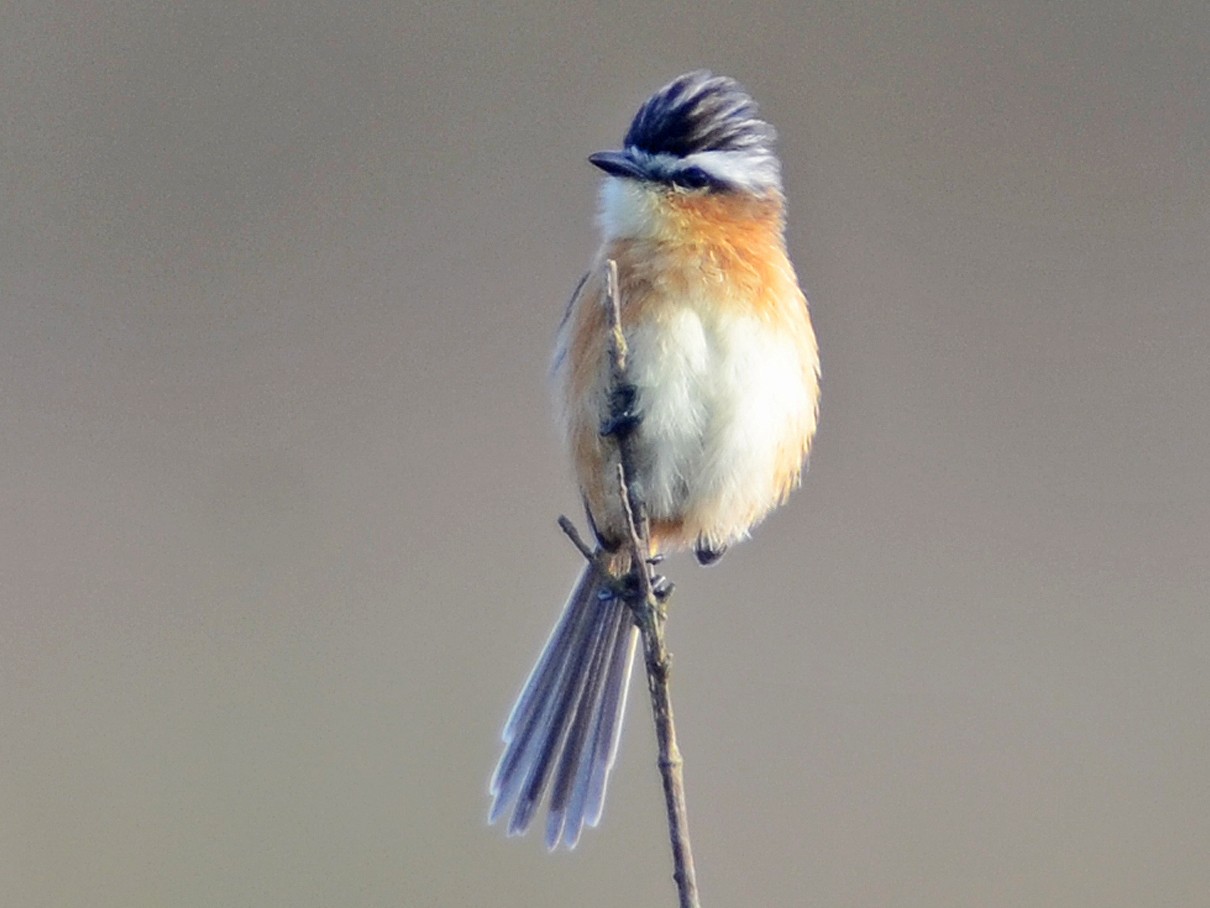 Tachurí Coludo - eBird