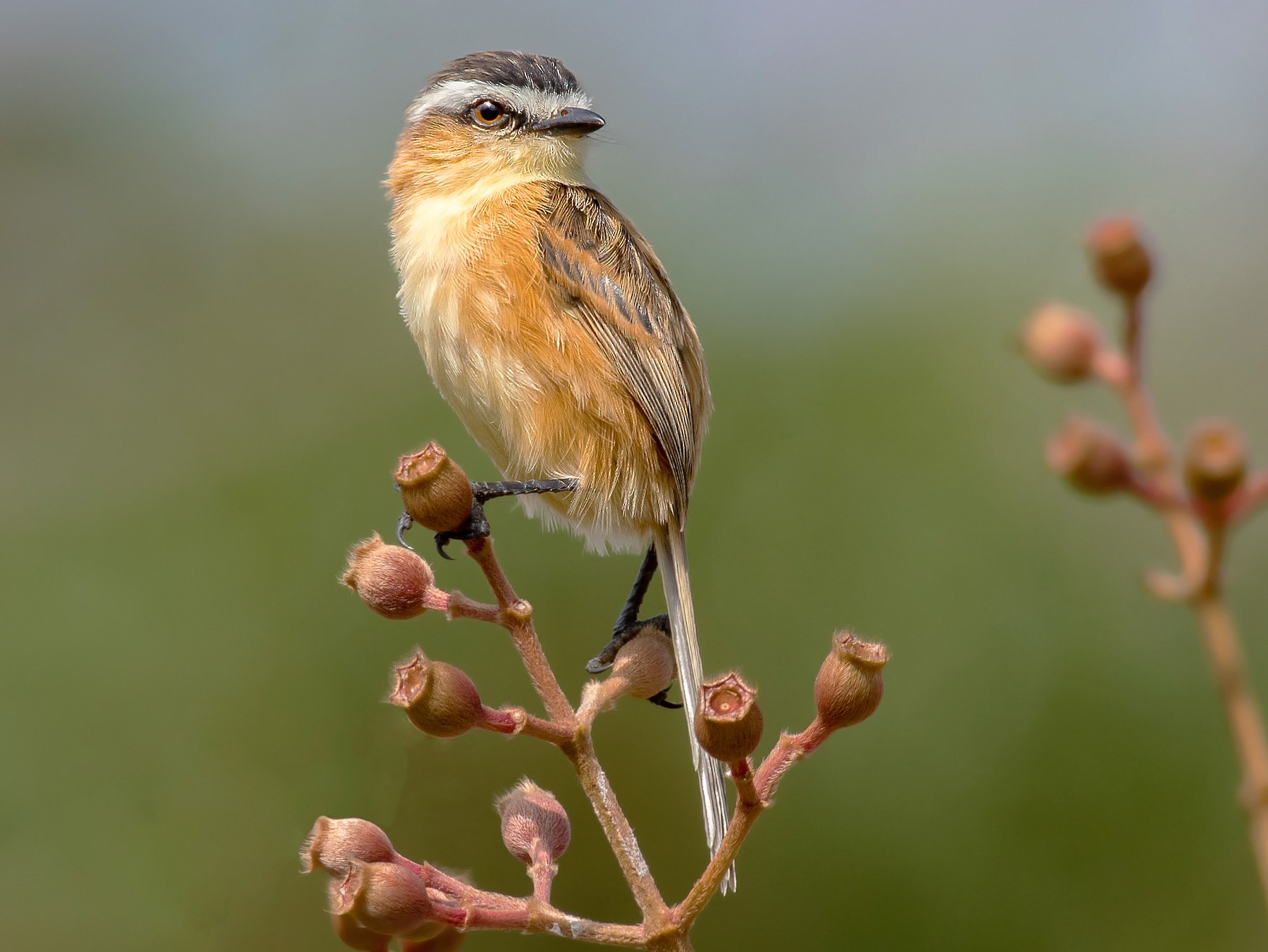 Sharp-tailed Tyrant - eBird