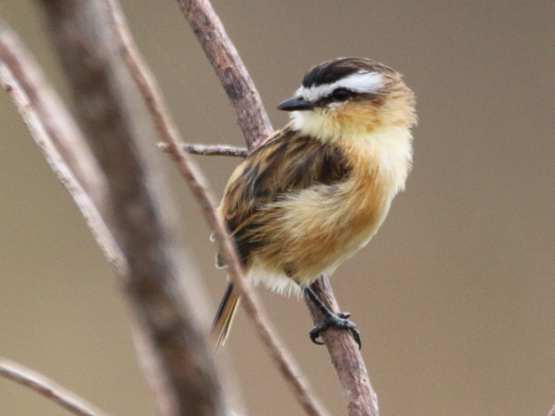 Tachurí Coludo - eBird